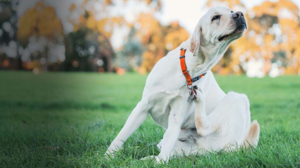 Ask Dr Heidi - Itchy Pet